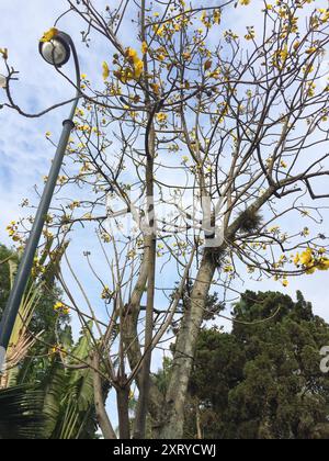 Buttercup Tree (Cochlospermum vitifolium) Plantae Stock Photo - Alamy