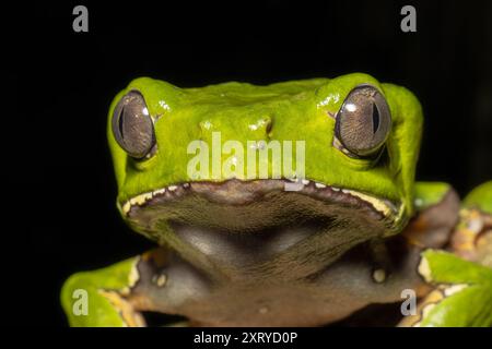 The Kambo frog, a large green frog that is used in rituals, its venom ...