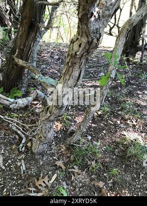 White Shin Oak (Quercus sinuata breviloba) Plantae Stock Photo - Alamy