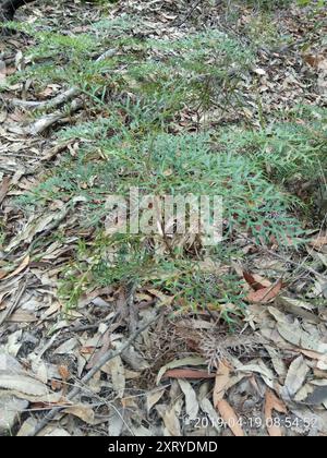 Crinkle Bush (Lomatia silaifolia) Plantae Stock Photo - Alamy