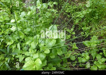 Basket Rush (Juncus textilis) Plantae Stock Photo - Alamy