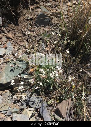 white bladderpod (Physaria purpurea) Plantae Stock Photo - Alamy