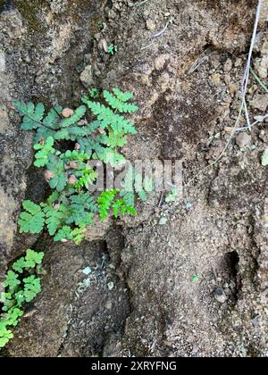 goldback fern (Pentagramma triangularis) Plantae Stock Photo - Alamy