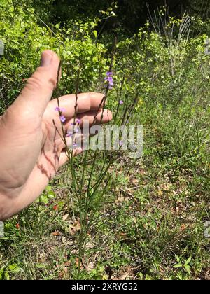 Texas vervain (Verbena halei) Plantae Stock Photo - Alamy