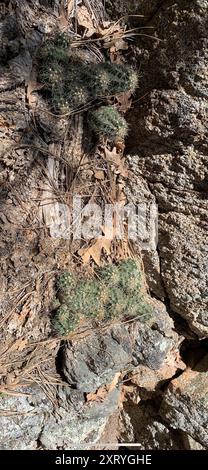 (Echinocereus bakeri) Plantae Stock Photo - Alamy