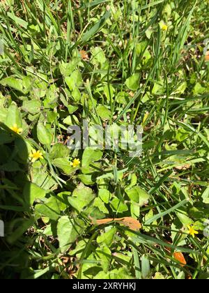 straggler daisy (Calyptocarpus vialis) Plantae Stock Photo - Alamy
