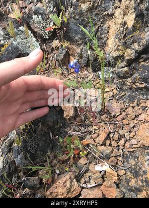 Miniature Lupine (Lupinus bicolor) Plantae Stock Photo - Alamy