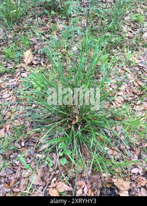 Whip Nutrush (Scleria triglomerata) Plantae Stock Photo - Alamy