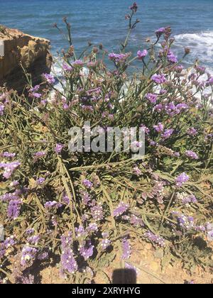 Blue statice (Limonium sinuatum) Plantae Stock Photo - Alamy