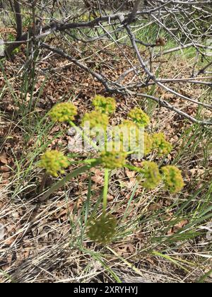 Fernleaf Biscuitroot (Lomatium dissectum) Plantae Stock Photo - Alamy