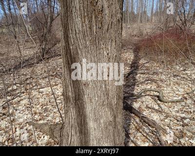 American elm (Ulmus americana) Plantae Stock Photo - Alamy