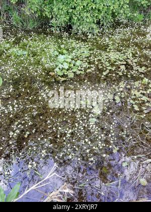 Water-crowfoots (Batrachium) Plantae Stock Photo - Alamy
