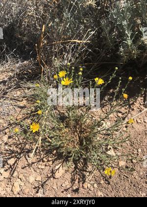 Spiny Goldenweed (Xanthisma spinulosum) Plantae Stock Photo - Alamy