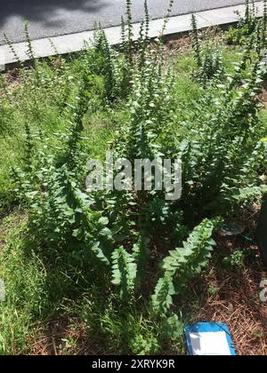 Dwarf Nettle (Urtica urens) Plantae Stock Photo - Alamy