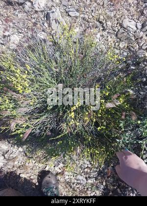 Turpentine Broom (Thamnosma montana), Plantae, San Diego County, US-CA ...