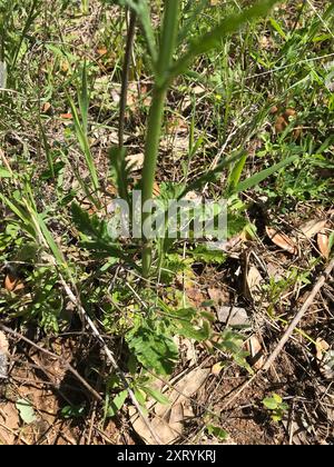 Texas vervain (Verbena halei) Plantae Stock Photo - Alamy