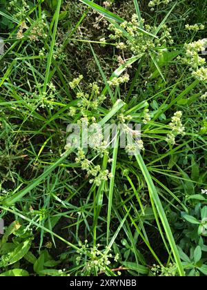 Green Flatsedge (Cyperus virens) Plantae Stock Photo - Alamy