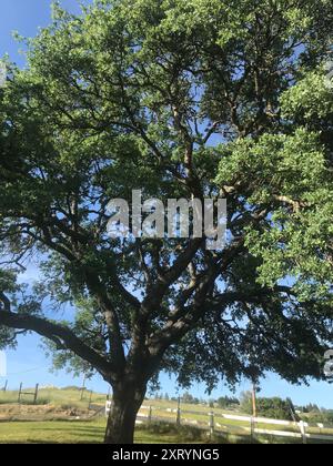 blue oak (Quercus douglasii) Plantae Stock Photo - Alamy