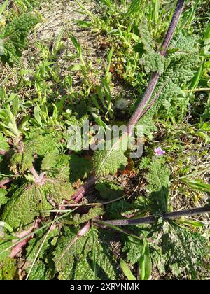 wild clary (Salvia verbenaca) Plantae Stock Photo - Alamy