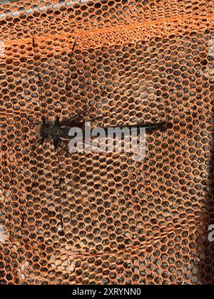 Clubtails (Gomphidae) Insecta Stock Photo - Alamy
