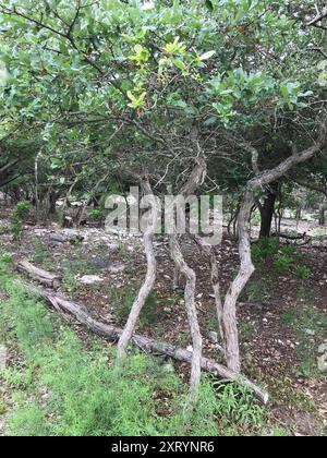 White Shin Oak (Quercus sinuata breviloba) Plantae Stock Photo - Alamy