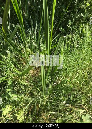 giant wild rye (Leymus condensatus) Plantae Stock Photo - Alamy