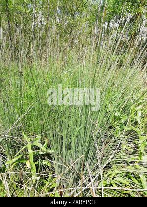 Hard Rush (Juncus inflexus) Plantae Stock Photo - Alamy