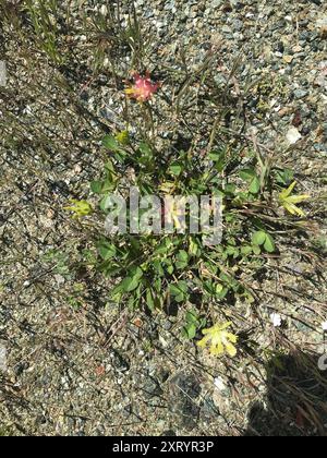 bull clover (Trifolium fucatum) Plantae Stock Photo - Alamy