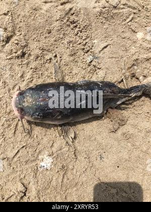 Sea Catfishes (Ariidae) Actinopterygii Stock Photo - Alamy