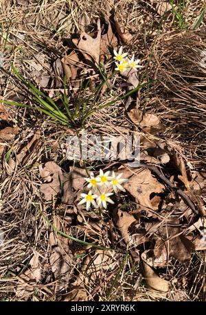 crowpoison (Nothoscordum bivalve) Plantae Stock Photo - Alamy