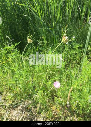 Canadian Meadow garlic (Allium canadense) Plantae Stock Photo - Alamy