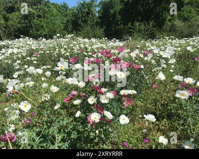 Red Pricklypoppy (Argemone sanguinea) Plantae Stock Photo - Alamy