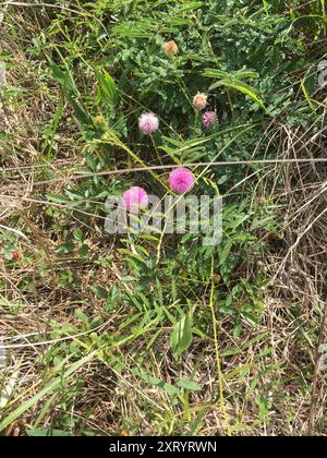Catclaw Briar (Mimosa nuttallii) Plantae Stock Photo - Alamy