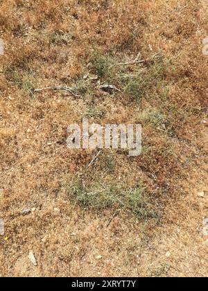 Utah vine milkweed (Funastrum utahense) Plantae Stock Photo - Alamy