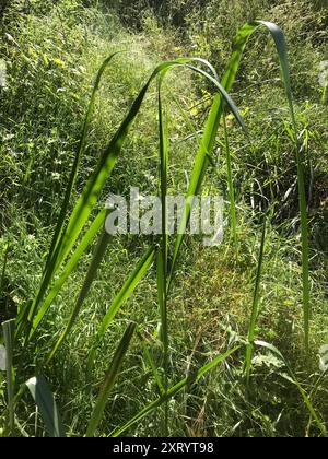 giant wild rye (Leymus condensatus) Plantae Stock Photo - Alamy