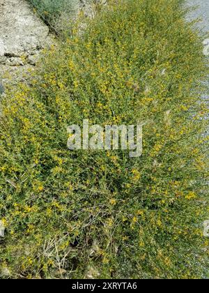 short-winged deerweed (Acmispon glaber brevialatus) Plantae Stock Photo ...
