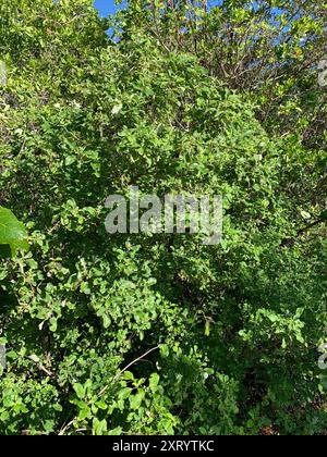 simpleleaf chastetree (Vitex trifolia) Plantae Stock Photo - Alamy