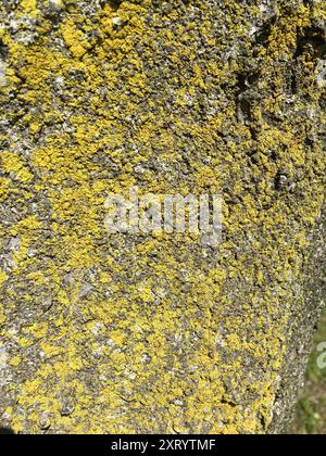 Candleflame Lichen (Candelaria concolor), Fungi, Louisville, KY, USA ...