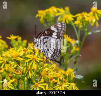 Weidemeyer's Admiral (Limenitis weidemeyerii Stock Photo - Alamy