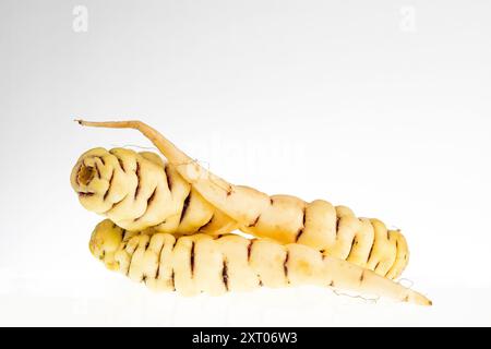 Organic cubios - Colombian tuber. Tropaeolum tuberosum Stock Photo - Alamy