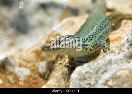 Vertical shot of a lizard on a rocky surface Stock Photo - Alamy