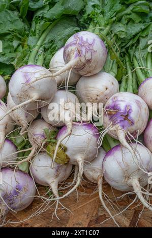 French Navet roots (=turnips), sold at the market of Avranches ...