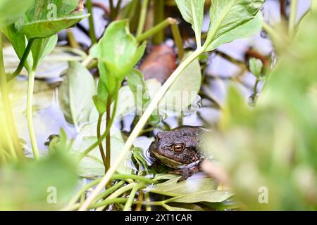 Common Toad hiding amongst plants in a garden pond Stock Photo - Alamy