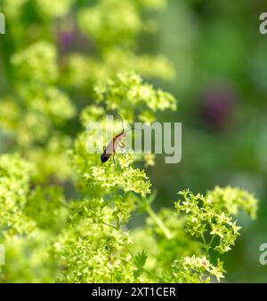 Red Soldier beetle [ Rhagonycha fulva ] hunting amongst grass stems and ...