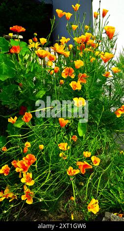 Vivid colours of California poppy and Calendula annual flowers in ...