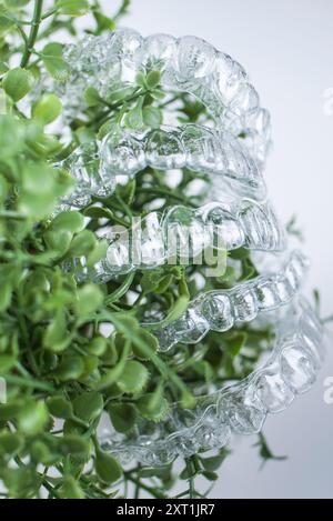 Invisible braces weigh on green leaves of home plant on white ...