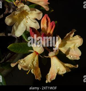 A striking creamy yellow azalea with flaming orange buds in the Italian ...