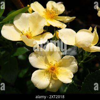 rosa tottering by gently Stock Photo - Alamy