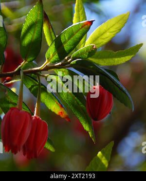 Lantern-shaped, crimson flowers of Chilean Lantern Tree Crinodendron ...
