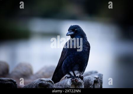 Crow photographed in Hyde Park London Stock Photo - Alamy